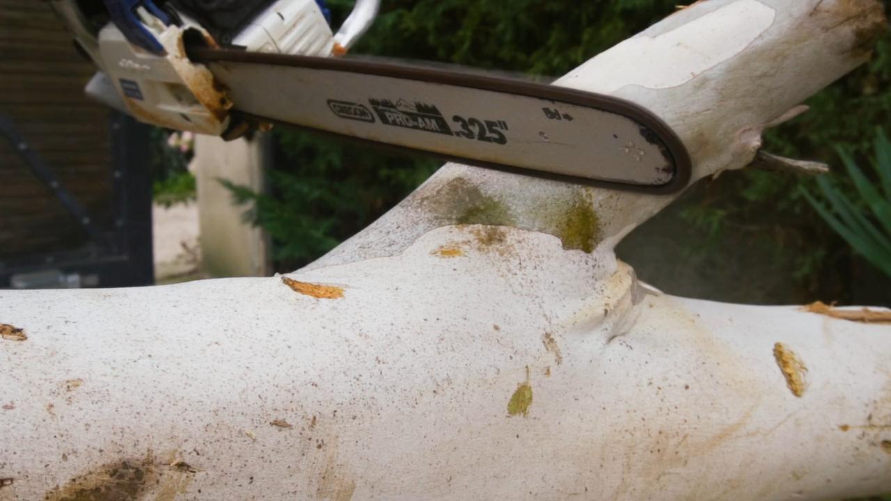 Ramirez Tree Care LLC - Branch Out To Beauty With Professional Tree Care